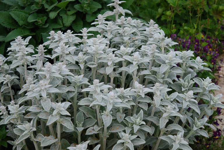 Villane nõianõges – Hobiaed